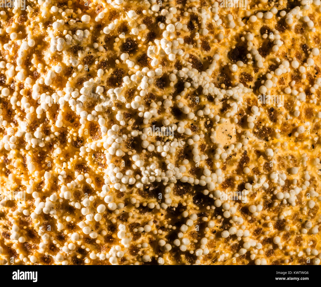 Starfish texture hi-res stock photography and images - Alamy