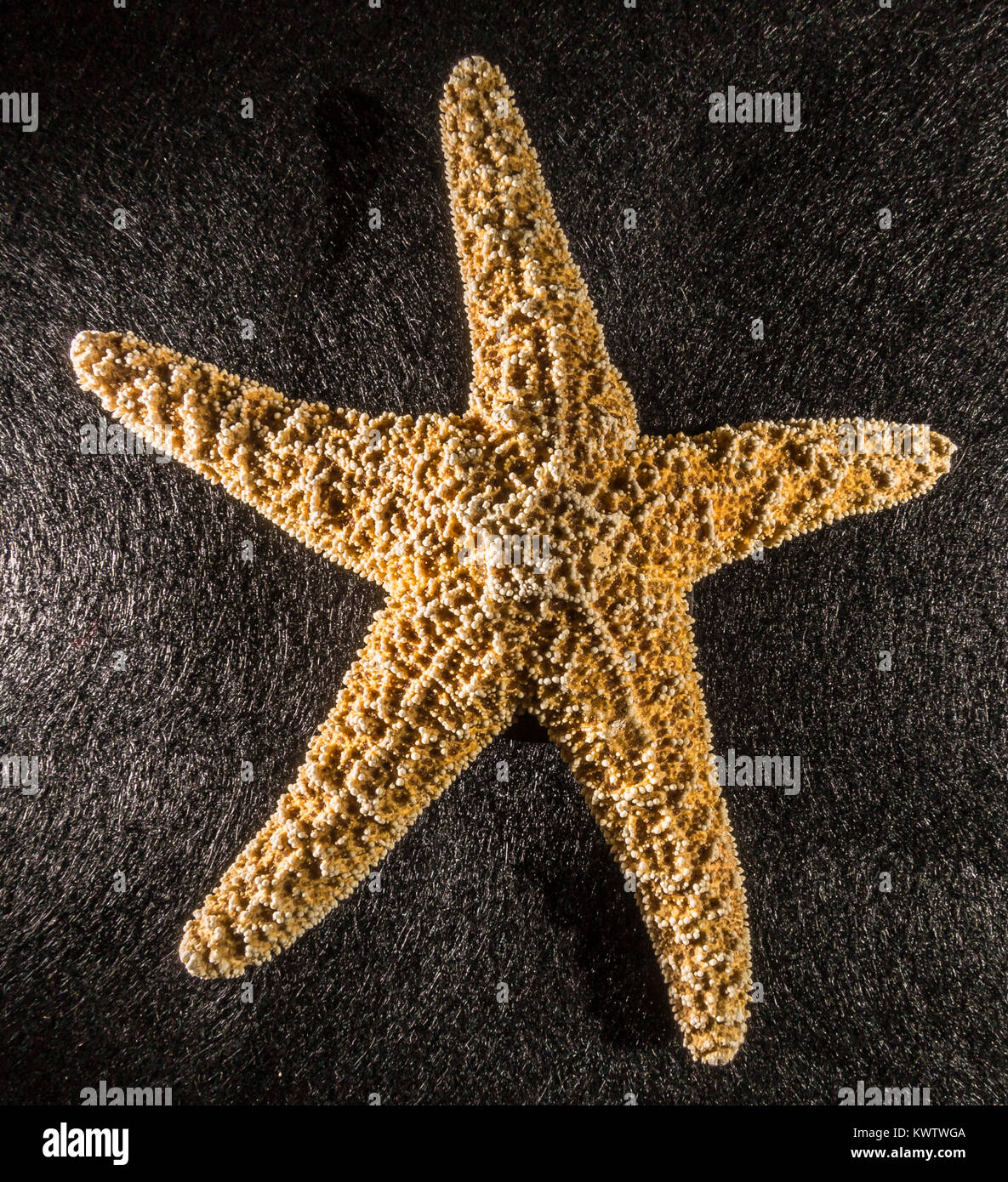 Starfish skeleton hi-res stock photography and images - Alamy
