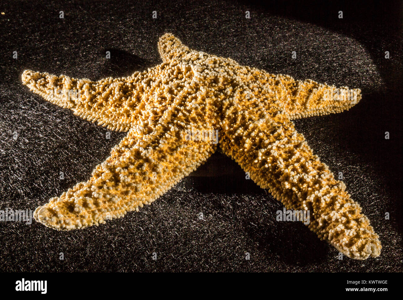 Starfish Skeleton High Resolution Stock Photography and Images - Alamy