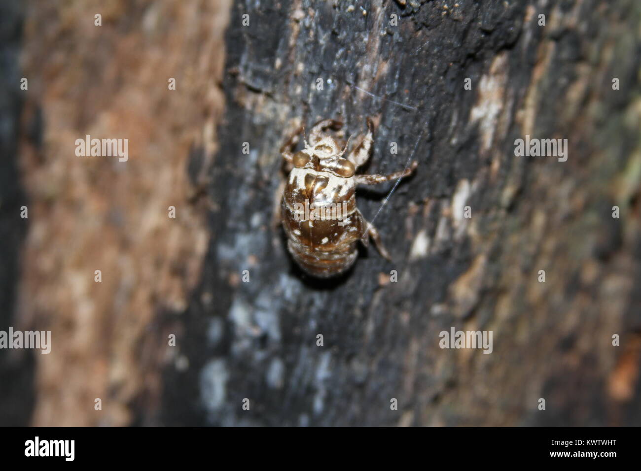 Exosquelette animal hi-res stock photography and images - Alamy