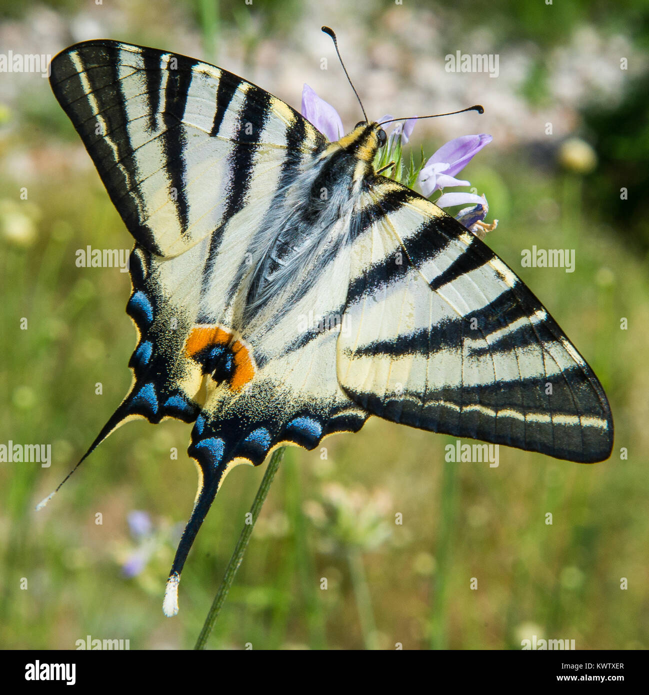 Eastern tiger butterfly hi-res stock photography and images - Alamy