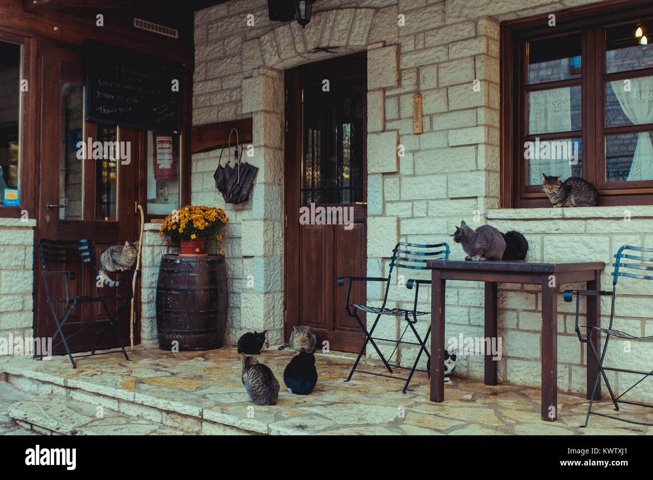 Village Cats High Resolution Stock Photography and Images - Alamy