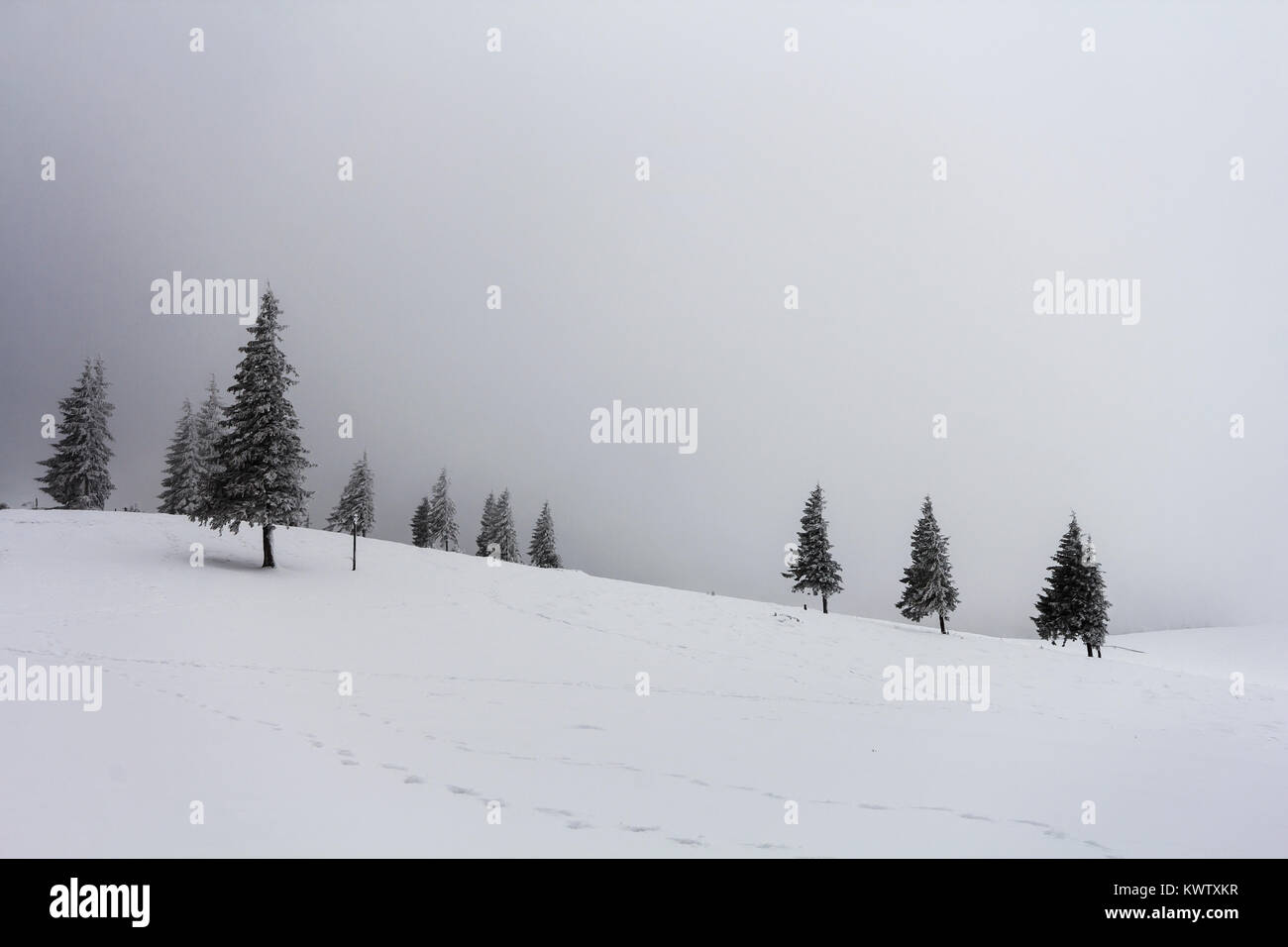 Winter foggy landscape with snow covered pine trees Stock Photo - Alamy