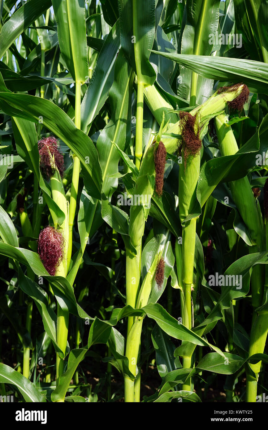 Green corn sterns on the field in Switzerland Stock Photo - Alamy