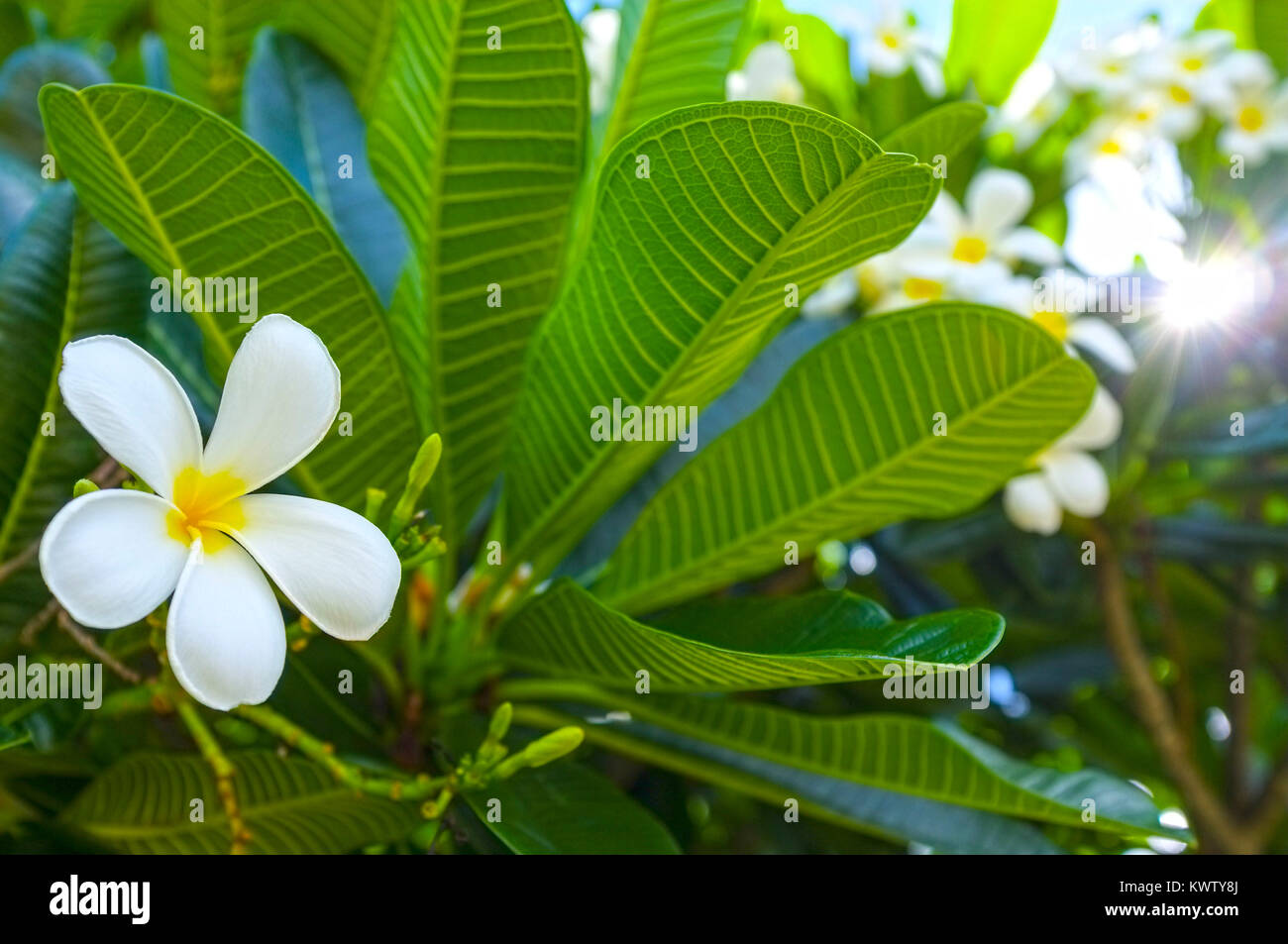 Plumeria alba hi-res stock photography and images - Alamy