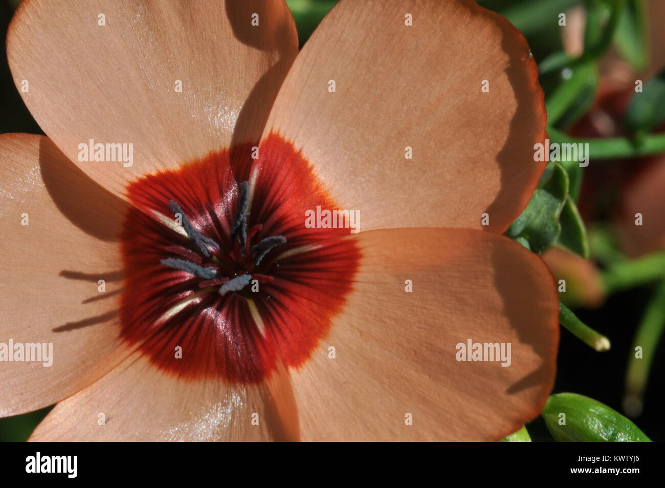 linum grandiflorum charmer salmon Stock Photo - Alamy