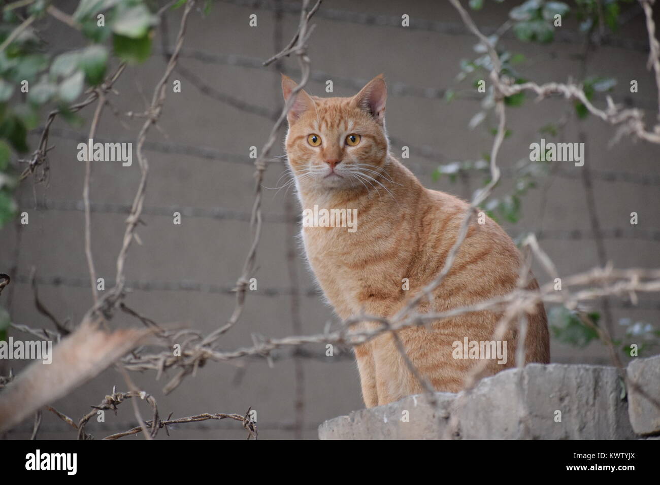 Cats are beautiful hi-res stock photography and images - Alamy