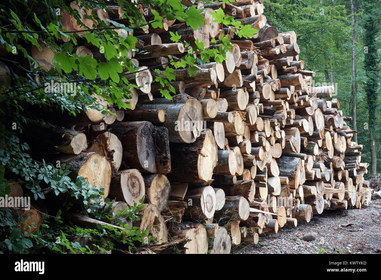 Heap of logs in the forest in Switzerland Stock Photo - Alamy