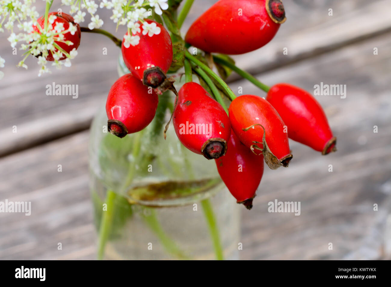 Canker Flower Stock Photos & Canker Flower Stock Images - Alamy