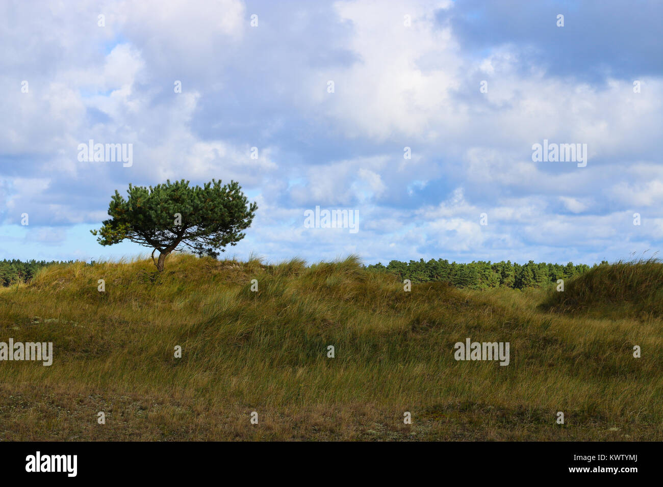 The Tree, Baltic Sea Stock Photo - Alamy