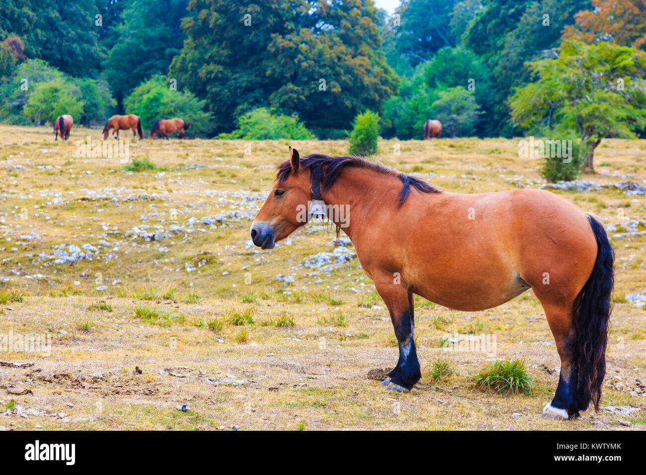 Horses on a pasture Stock Photo - Alamy