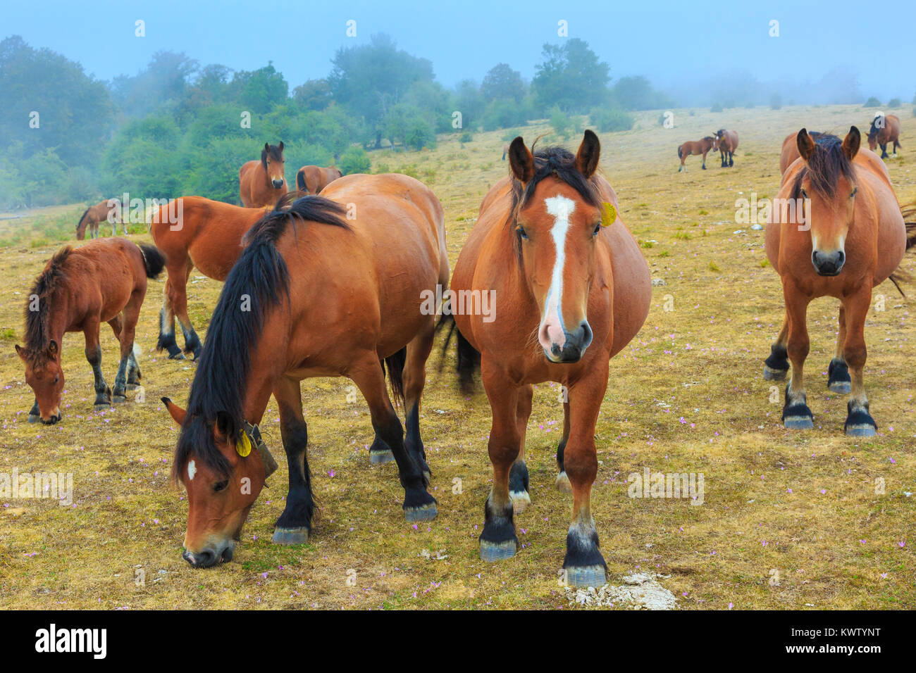 Raising on horse hi-res stock photography and images - Alamy