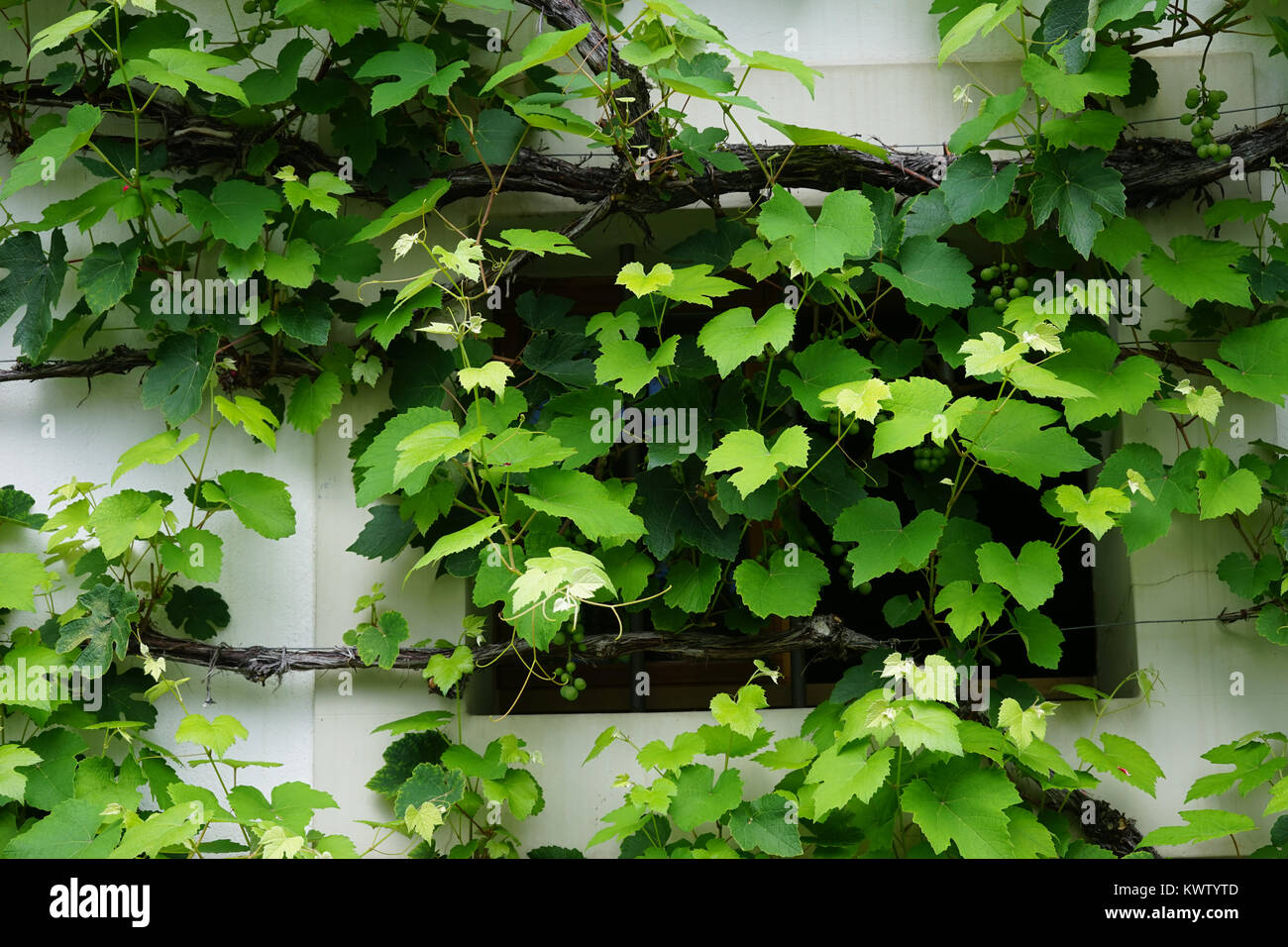 Window on the wall and green leaves on the vine Stock Photo - Alamy