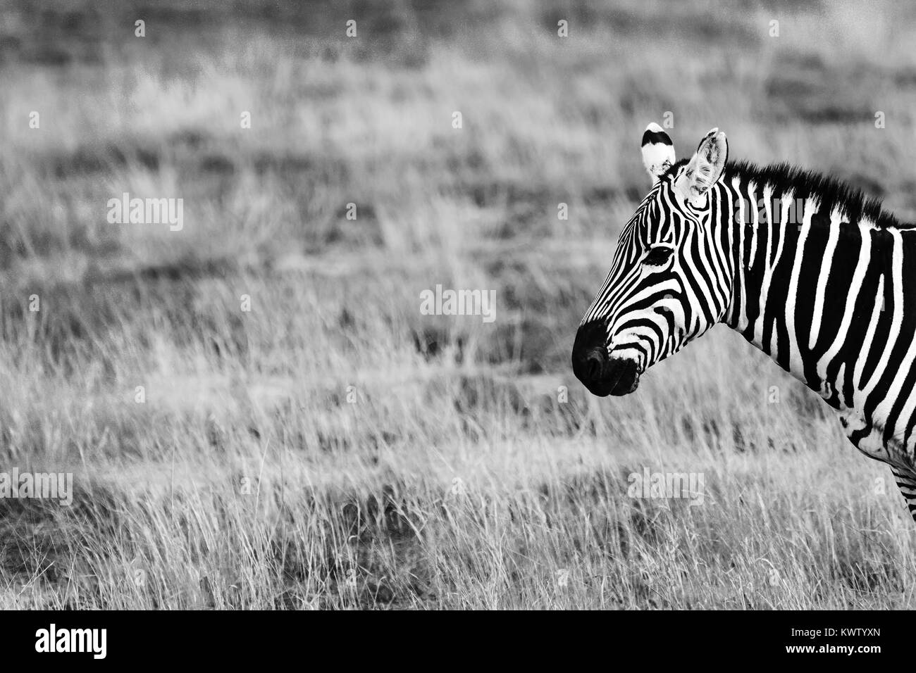 Gamepark Black and White Stock Photos & Images - Alamy