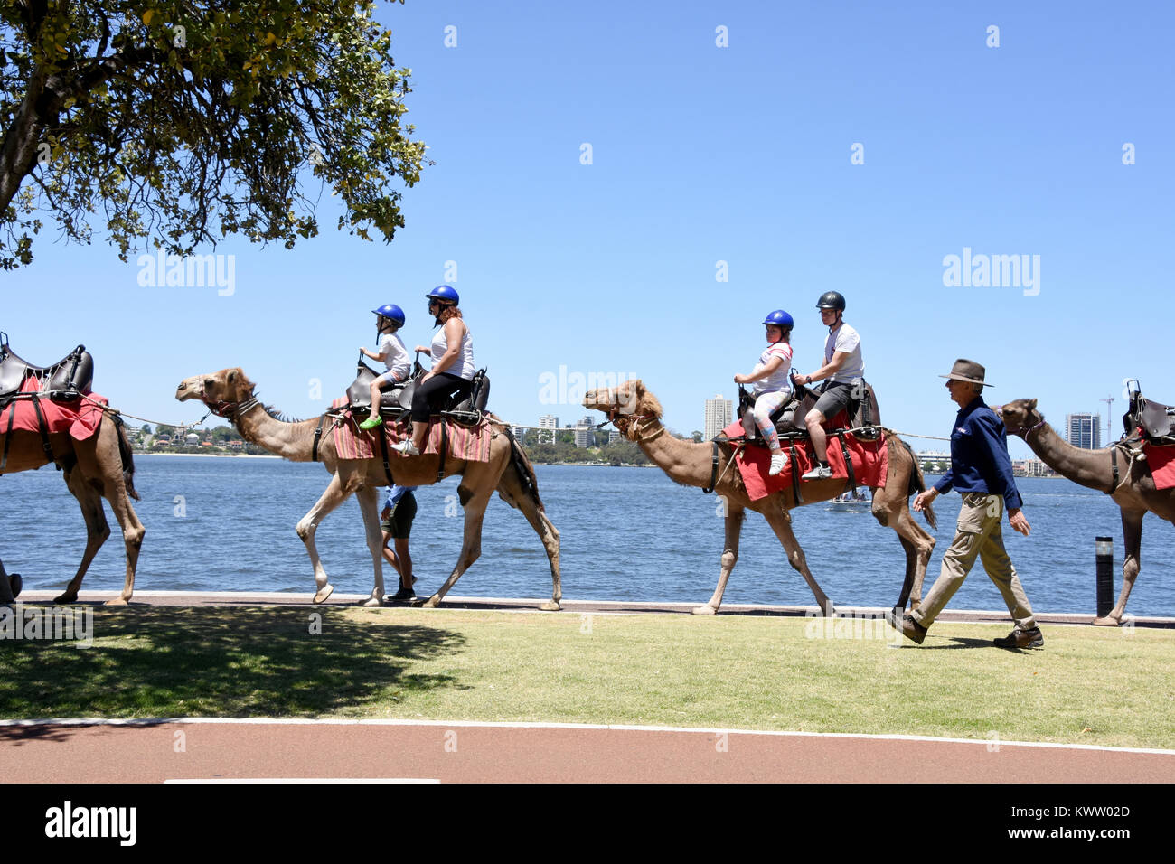 Camel Train along the water front of Perth City Stock Photo - Alamy