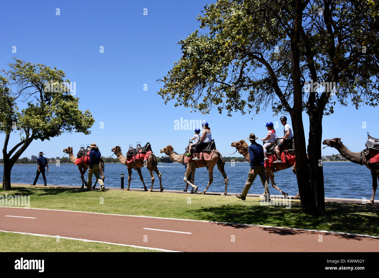 Camel Train along the water front of Perth City Stock Photo - Alamy