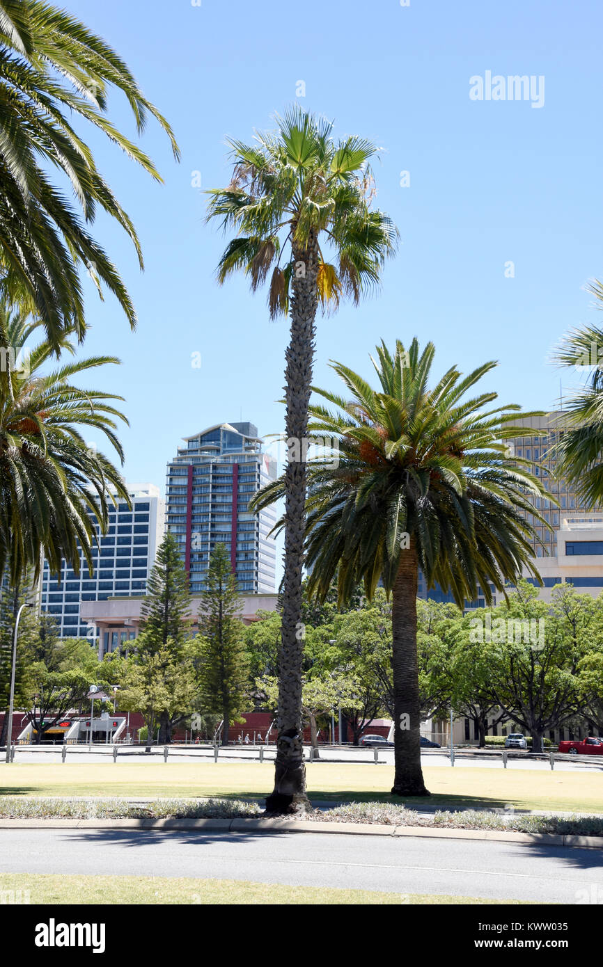 Perth trees hi-res stock photography and images - Alamy