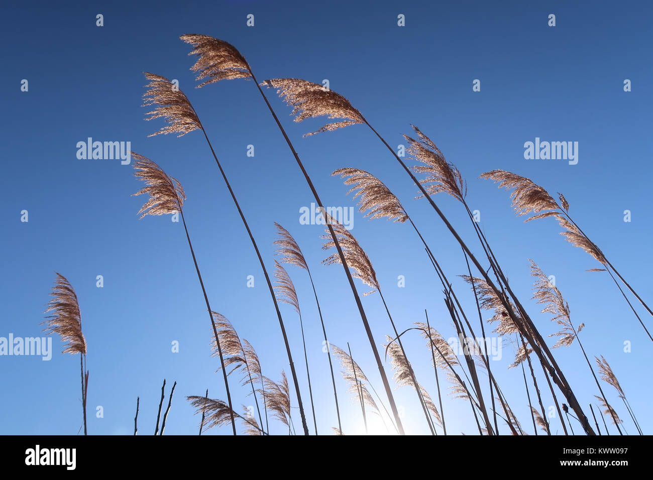 Japanese pampas grass field hi-res stock photography and images - Alamy