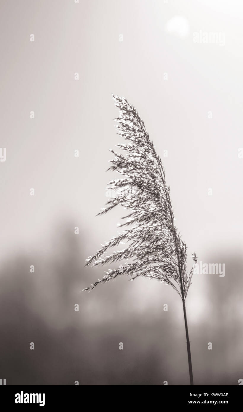 Japanese pampas grass field hi-res stock photography and images - Alamy