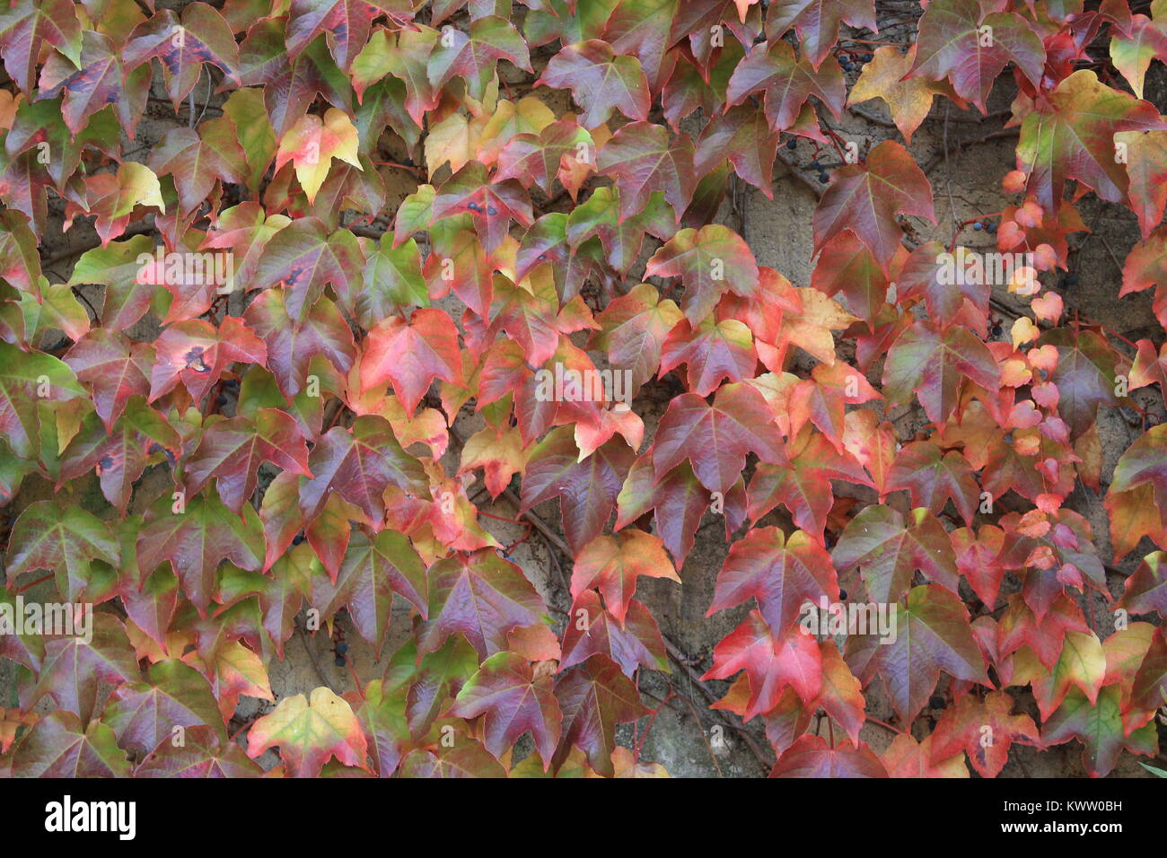 Autumn colors in Genova Righi, Liguria, Italy Stock Photo - Alamy