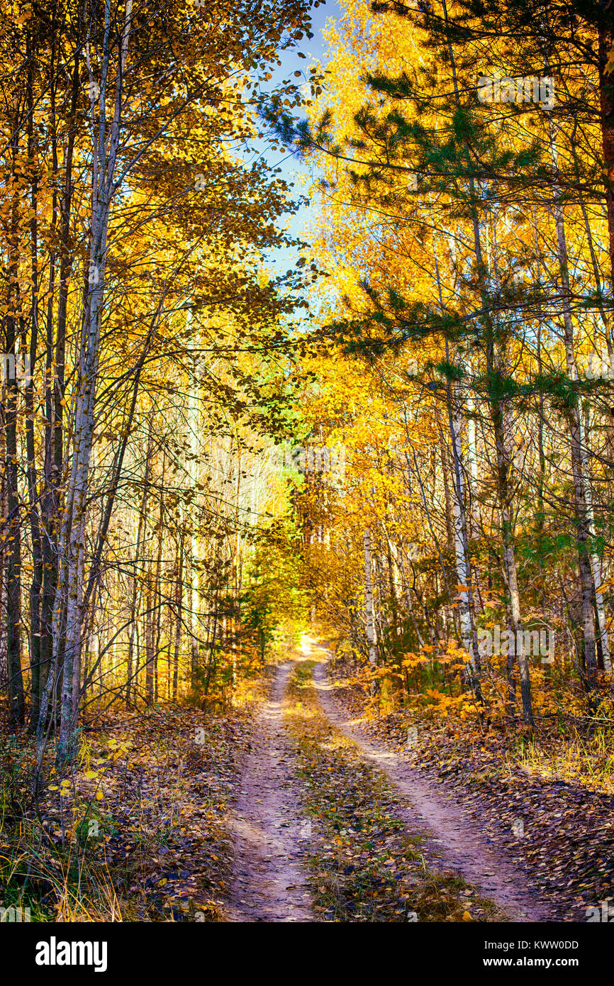 Autumn. Forest double path. Non-urban scene Stock Photo - Alamy