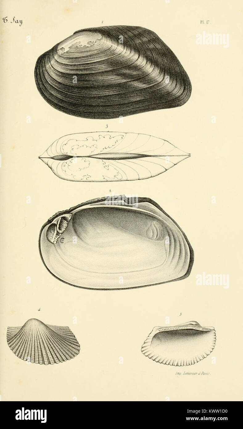 An image from a conchological library, showcasing shell collections and ...