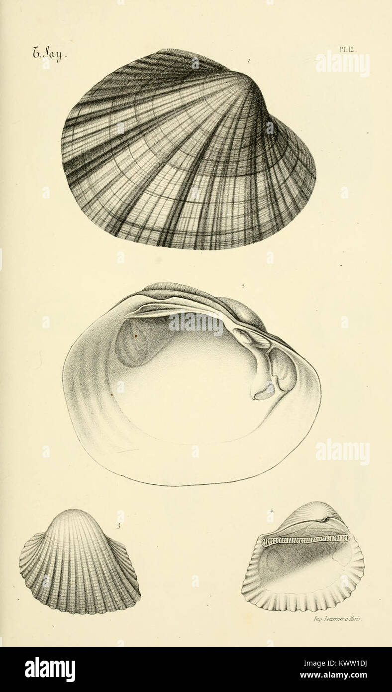 A page from the 'Bibliothèque conchyliologique,' a work on mollusk ...