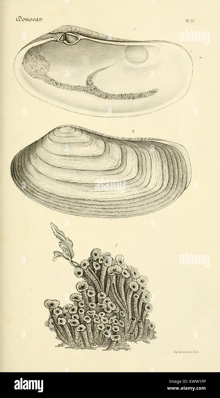 A conchological library, focusing on the study and collection of shells ...