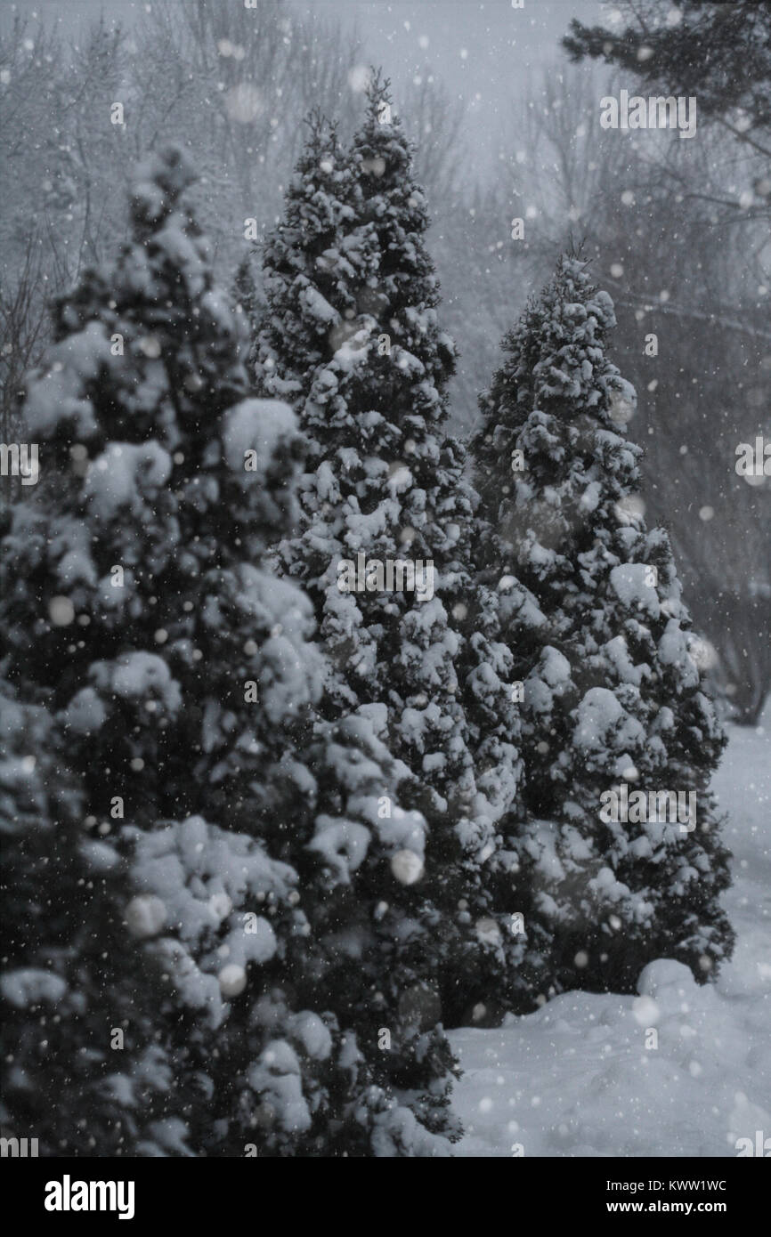 Winter, snow, pines Stock Photo - Alamy