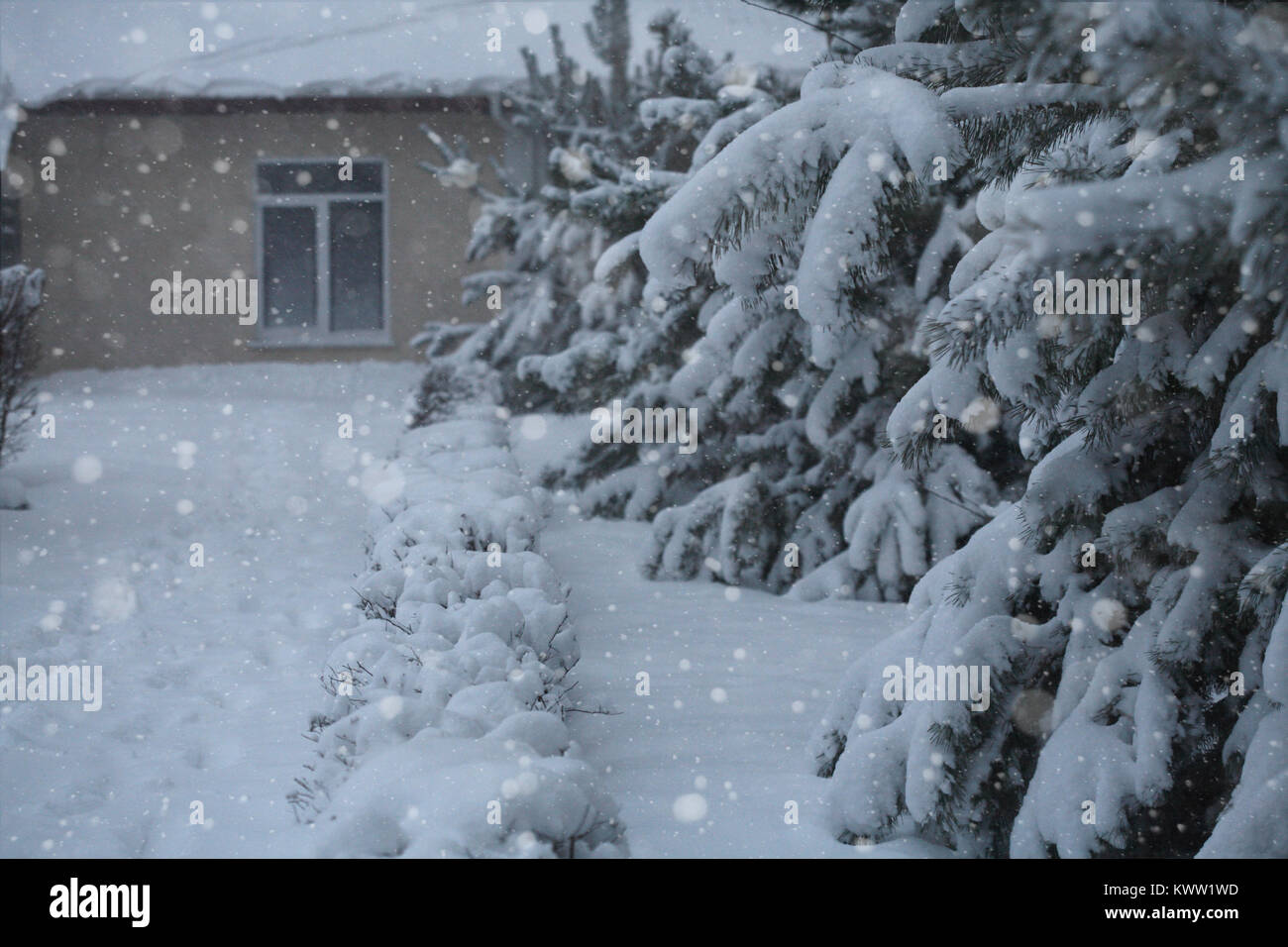 Winter scene, snow, pines, little house Stock Photo - Alamy Winter scene, snow, pines, little house Stock Photo - Alamy