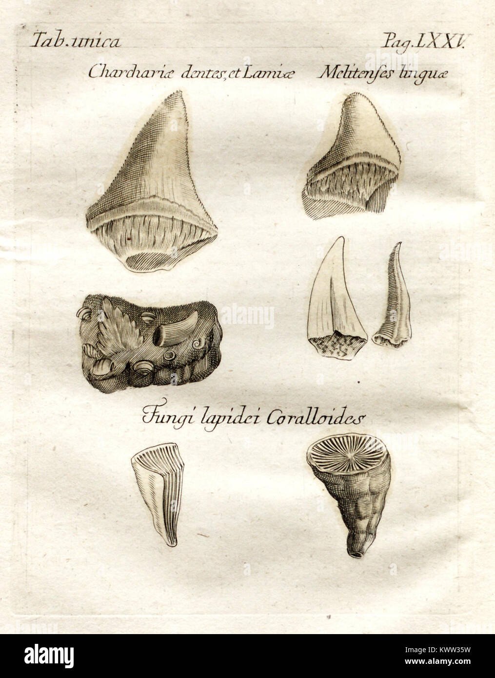 Scientific text describing fossilized marine bodies discovered ...