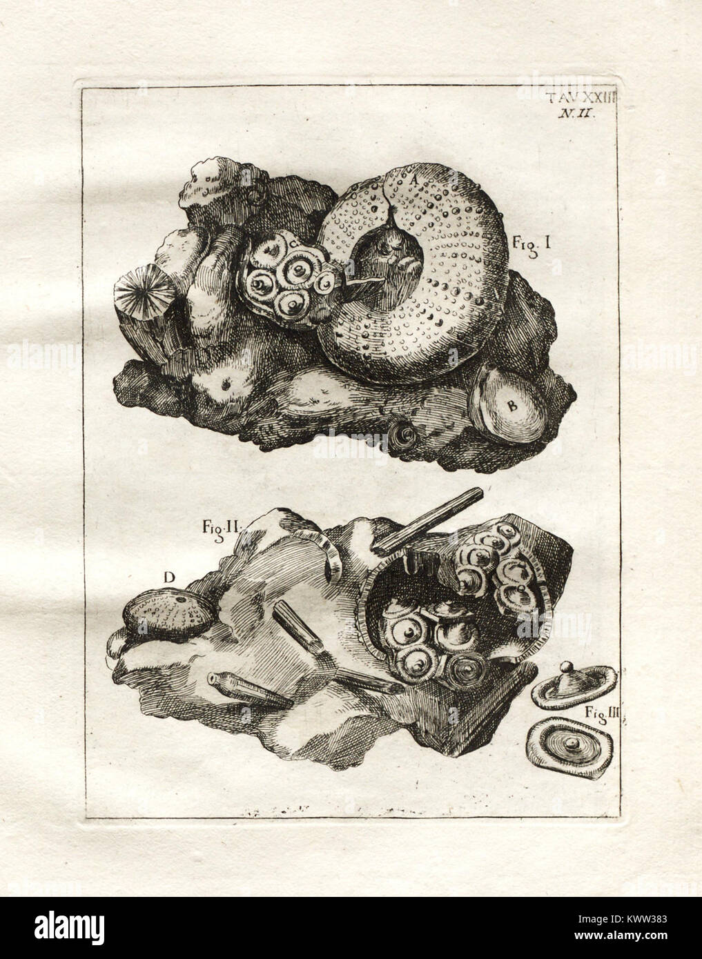 This work focuses on fossilized marine bodies, which are unearthed ...