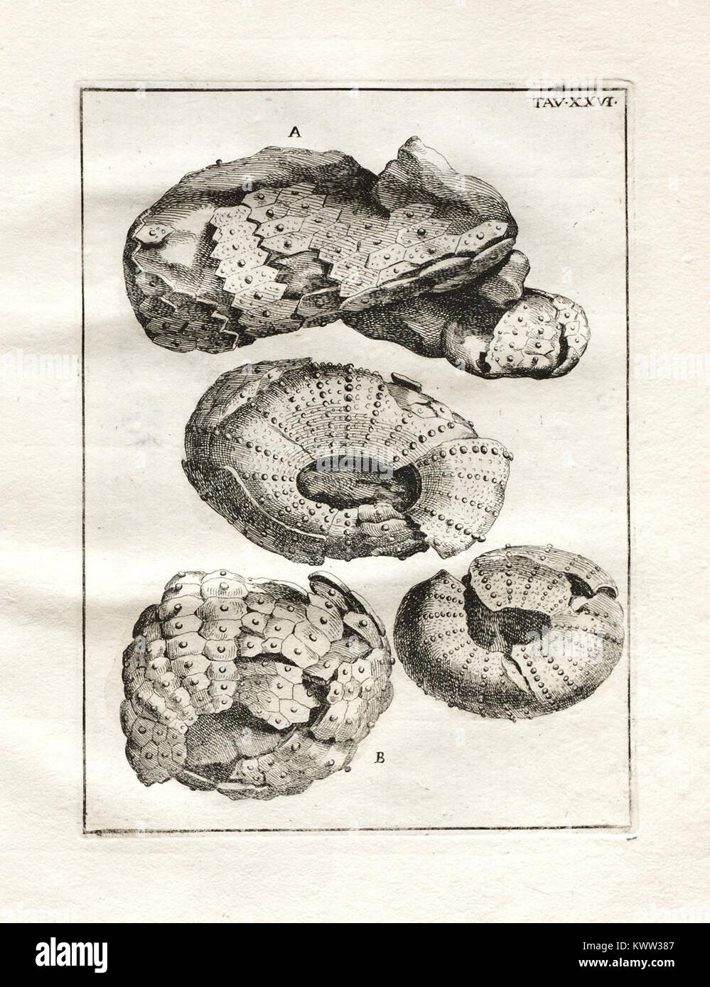 An 18th-century scientific illustration depicting marine fossils ...