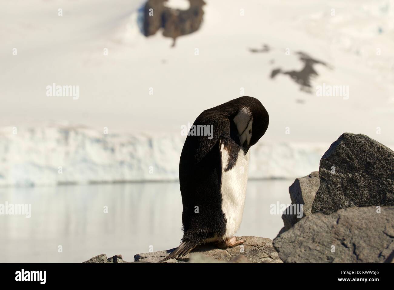 Penguins photographed during a 2 month tour of the various islands of ...