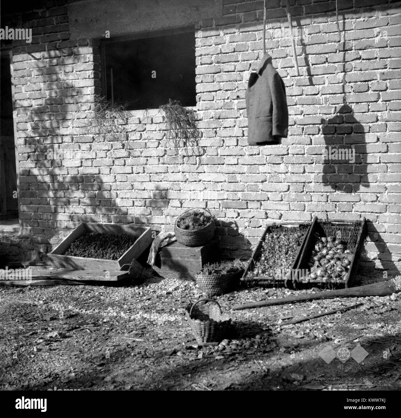 Čebula na lesah, Gradež 1948 Stock Photo - Alamy