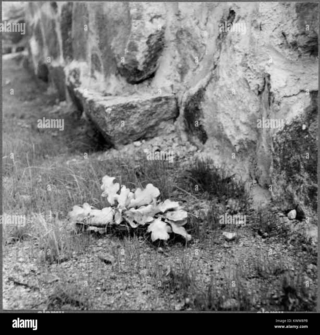 The Ärja Church ruins in Åker, Sweden, are documented by the Swedish ...