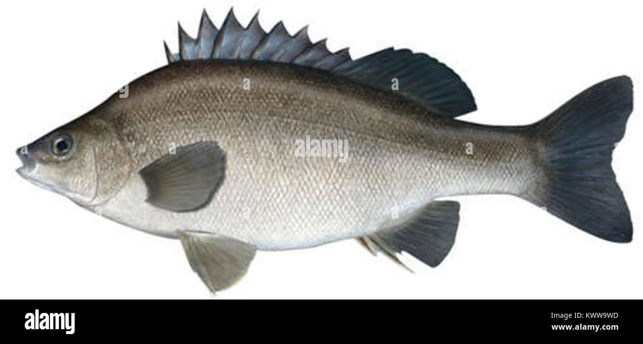 Sustainable aquaculture Cut Out Stock Images & Pictures - Alamy