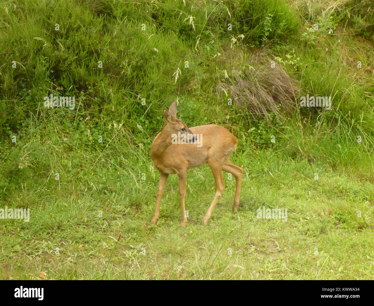 Animals physical characteristics hi-res stock photography and images ...