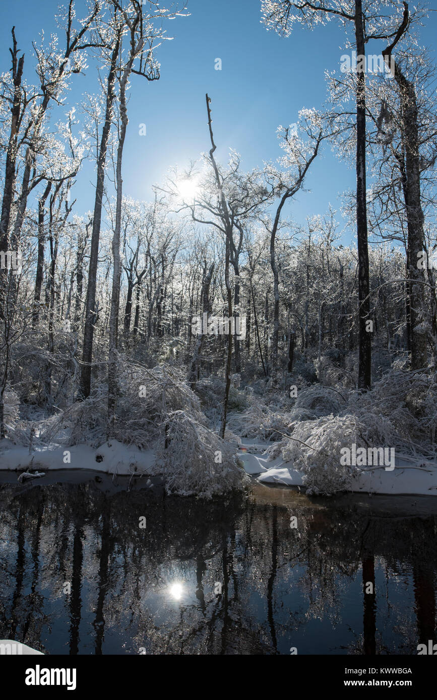 All Seasons Tree Vector High Resolution Stock Photography and Images ...