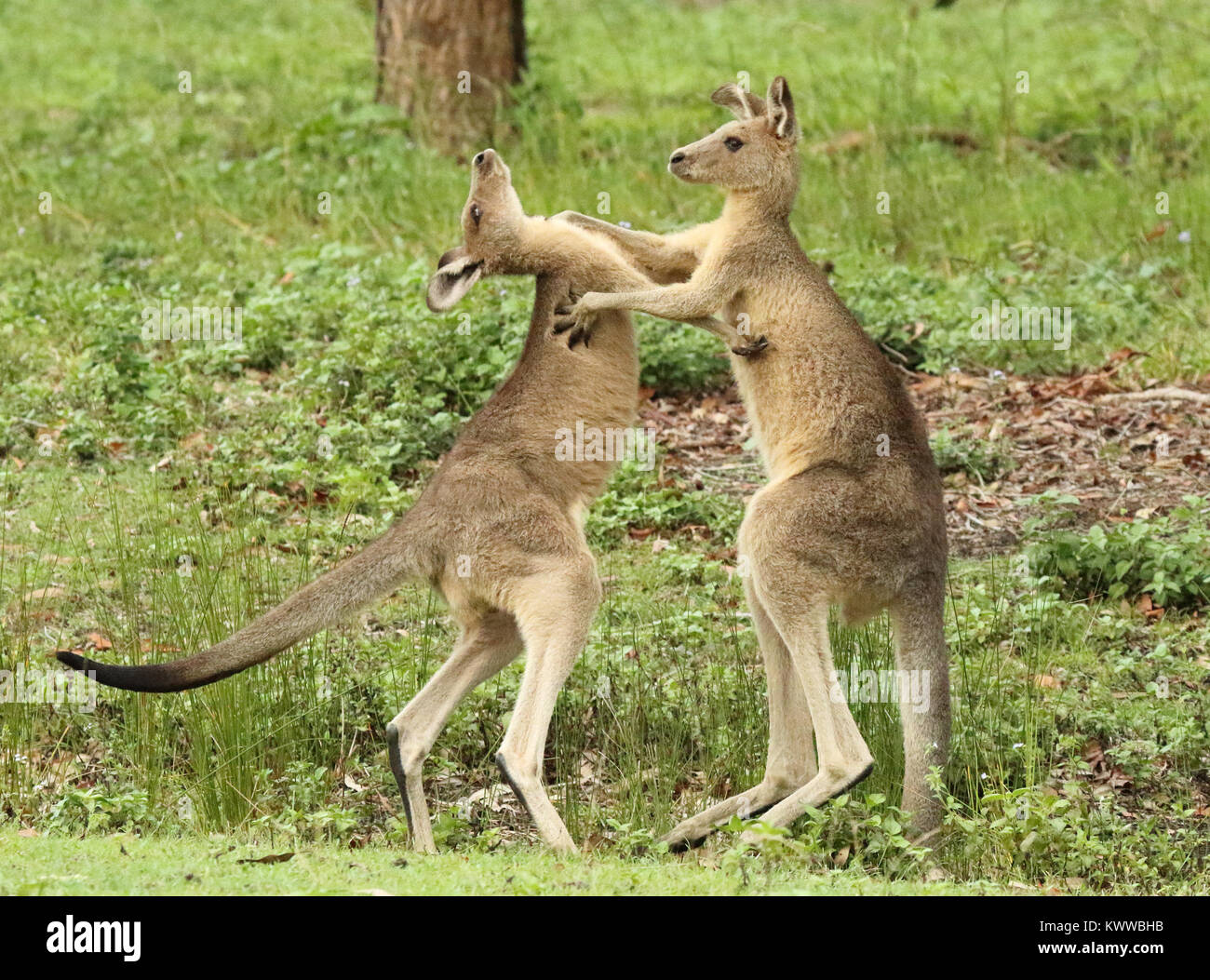 Kangaroo dance hi-res stock photography and images - Alamy