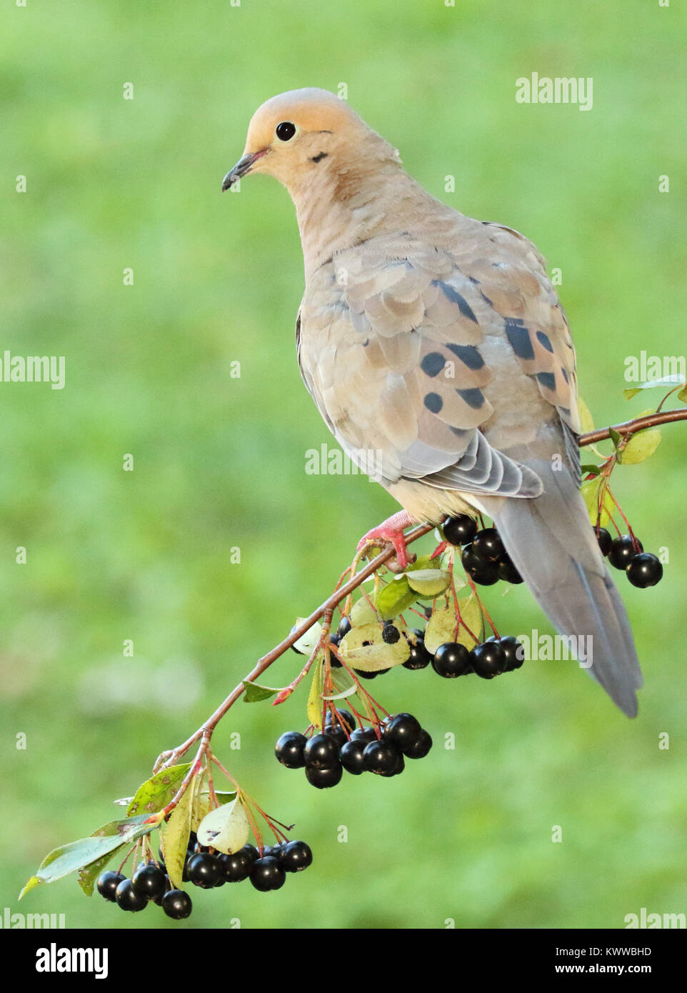 Purple dove hi-res stock photography and images - Alamy