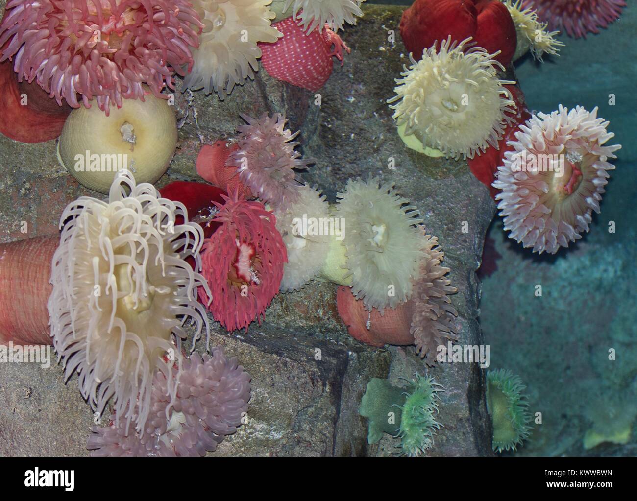 Beautiful corals hi-res stock photography and images - Alamy