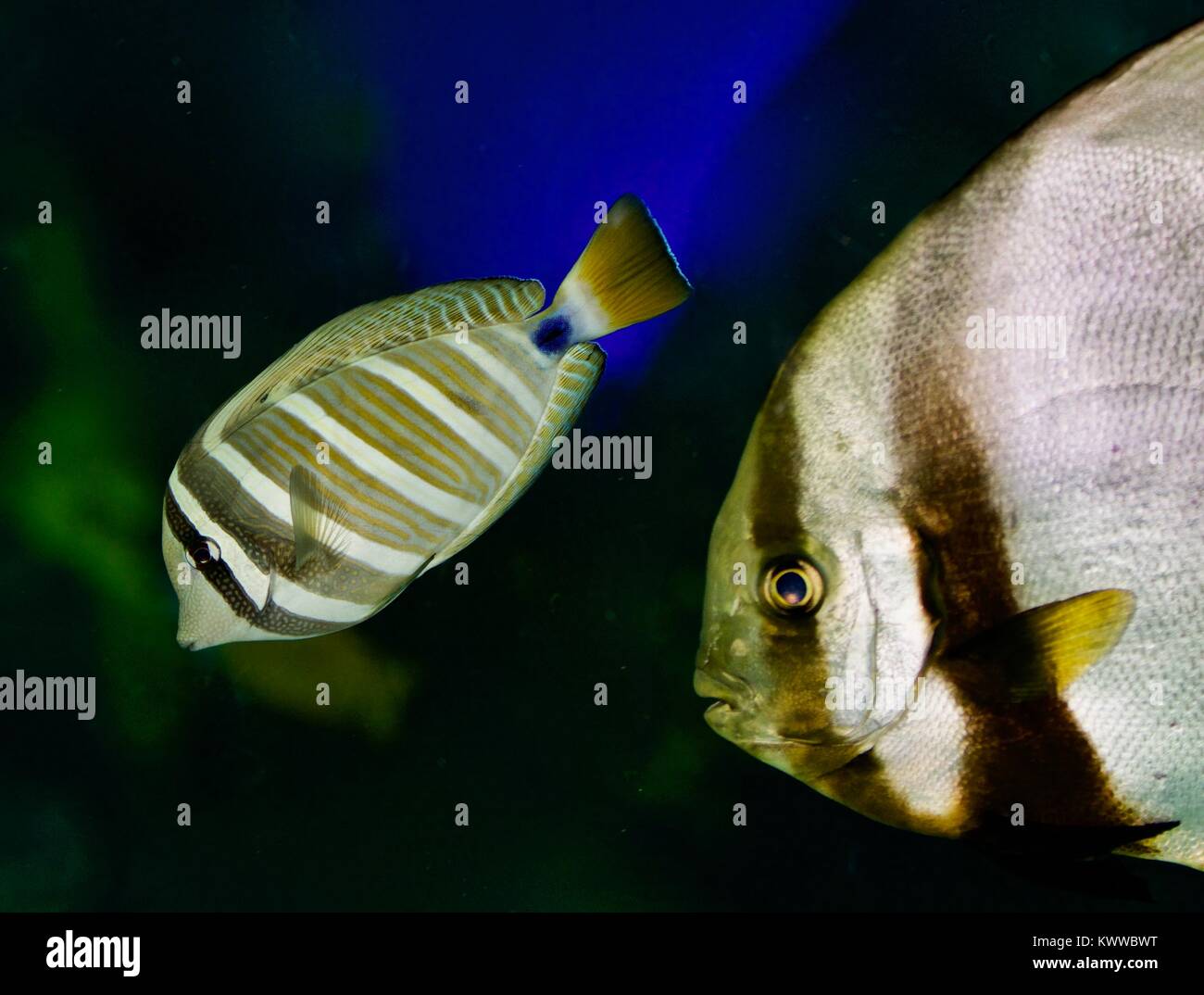 Image of a couple of fishes swimming in the sea Stock Photo - Alamy