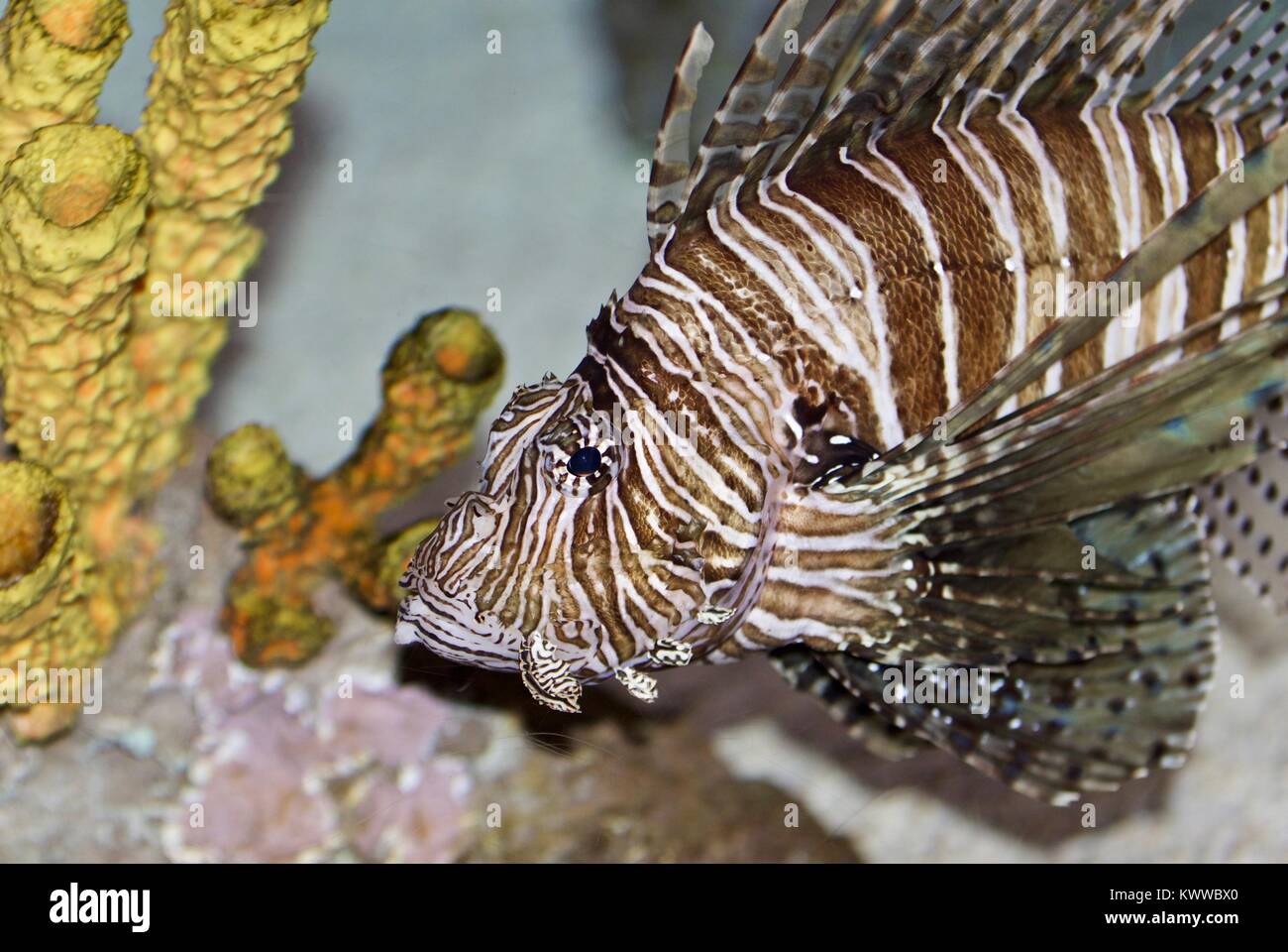 Isolated image of a beautiful deadly fish swimming Stock Photo - Alamy