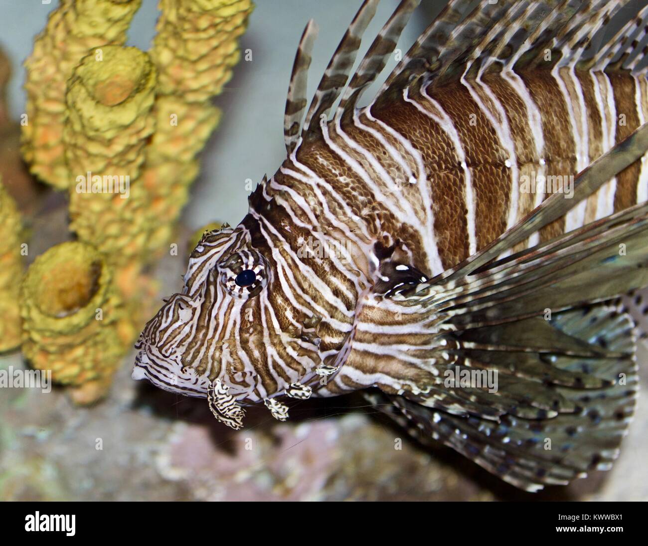 Postcard with a beautiful deadly fish swimming Stock Photo - Alamy