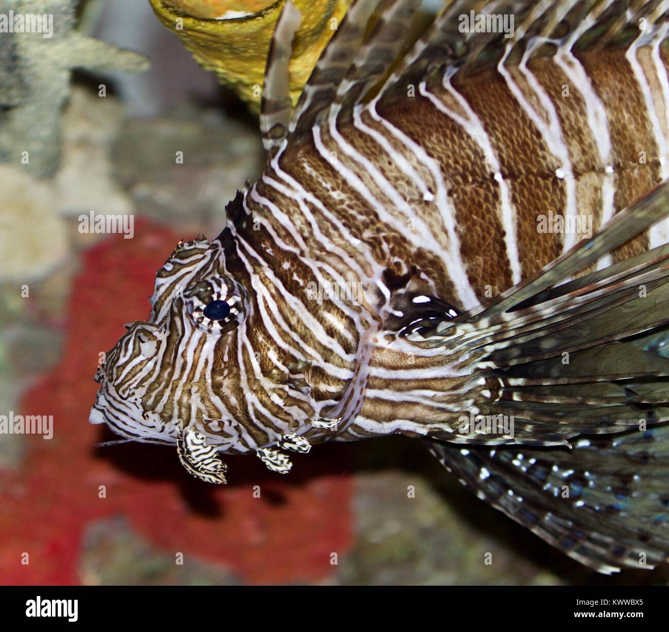 Deadly fish hi-res stock photography and images - Alamy