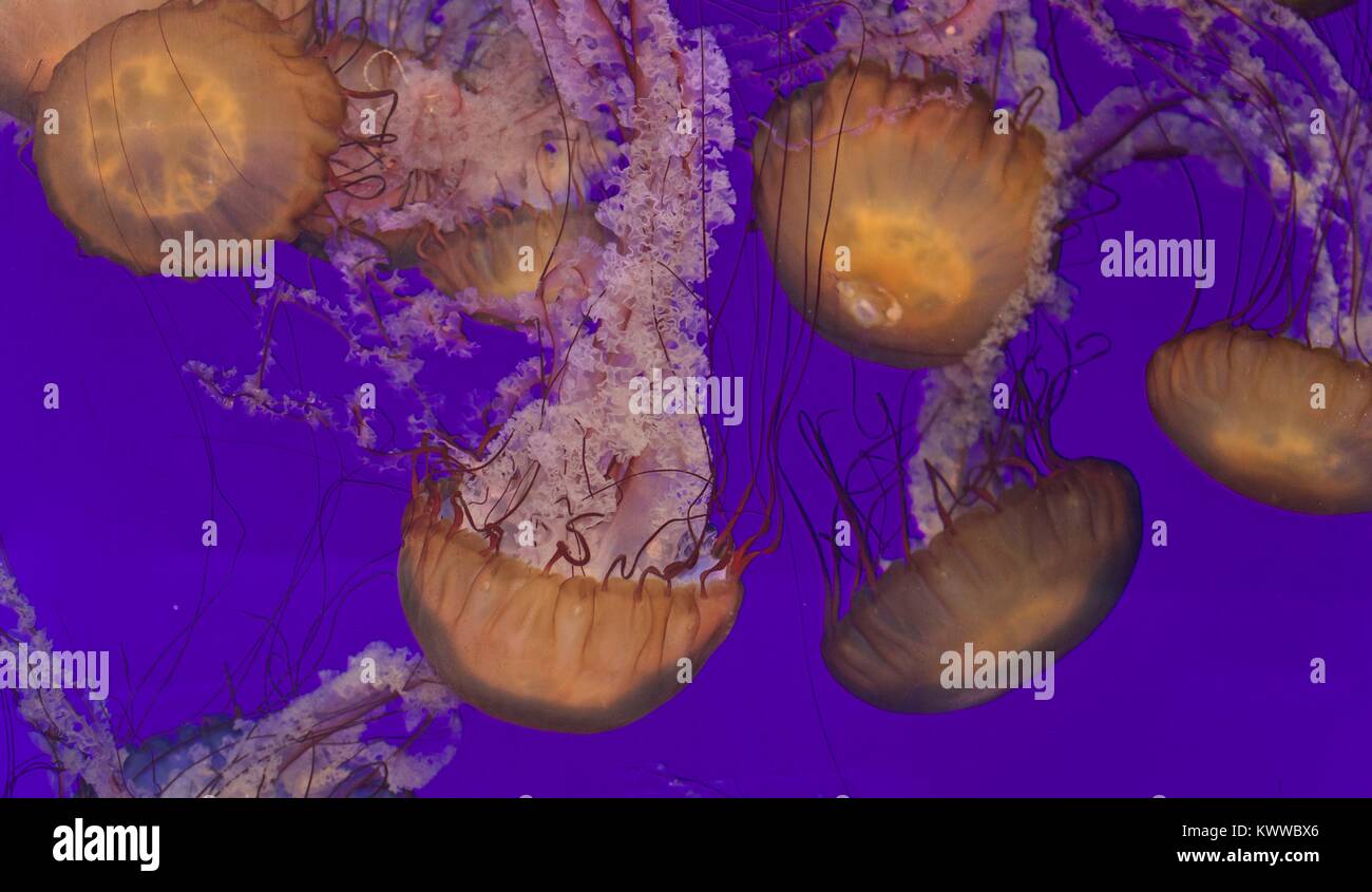 Picture with several beautiful deadly jellyfishes Stock Photo - Alamy