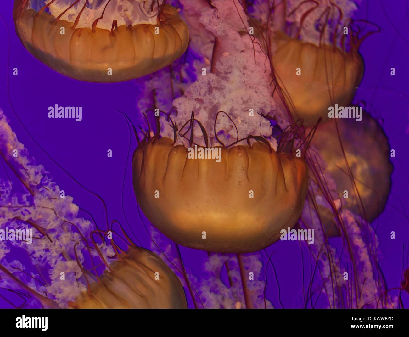 Picture with several beautiful deadly jellyfishes Stock Photo - Alamy