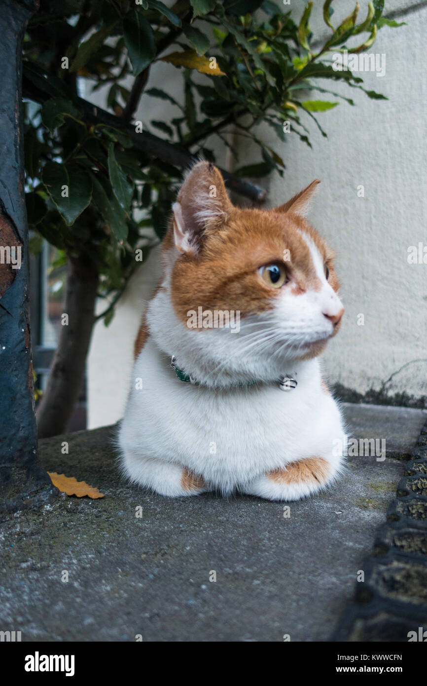 Cat sitting like a chicken Stock Photo - Alamy