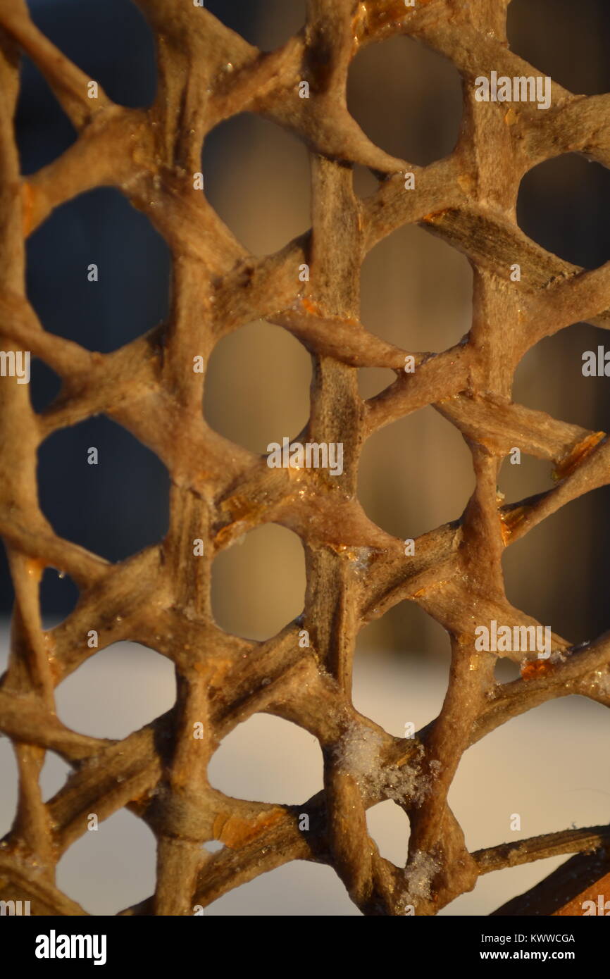 Sinew hi-res stock photography and images - Alamy